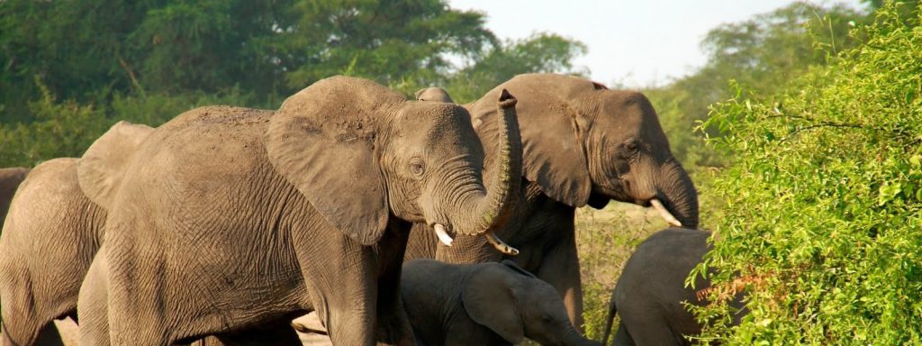 Garamba National Park- Tourism Activities, Best Time, Accommodation