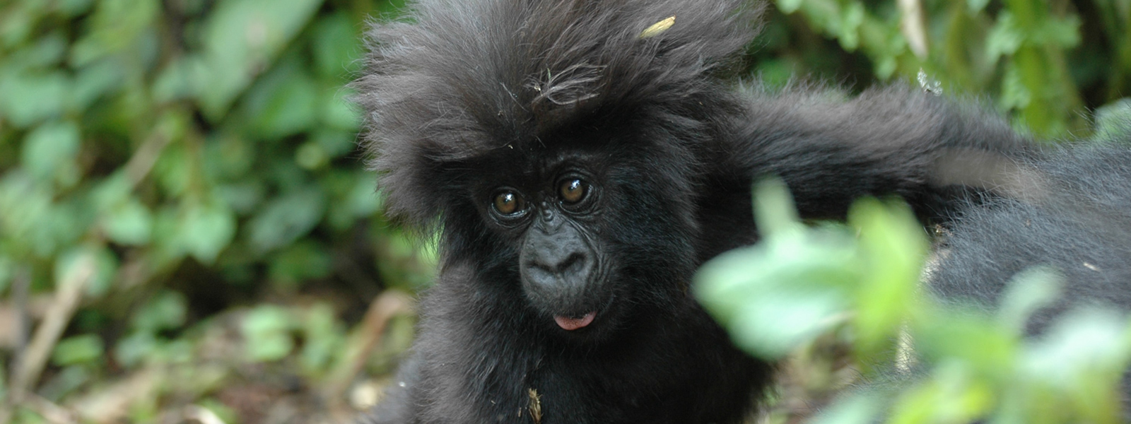 The Mikeno Mist Package- Nyiragongo Hiking, Gorilla trekking in Virunga