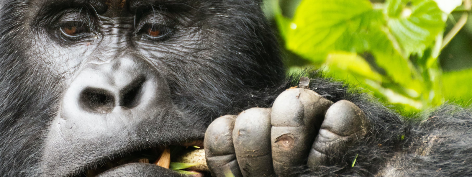 The Virunga Classic Package- Virunga National Park, Nyiragingo volcano
