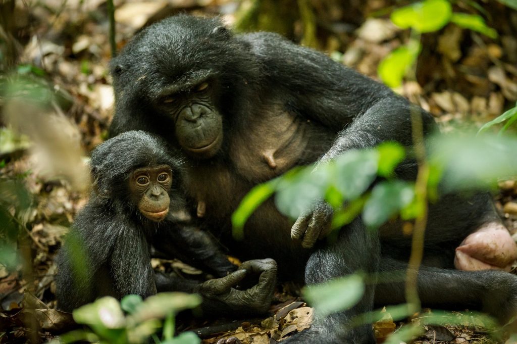 Filming Bonobos In Congo- Salonga National Park & Upemba Park