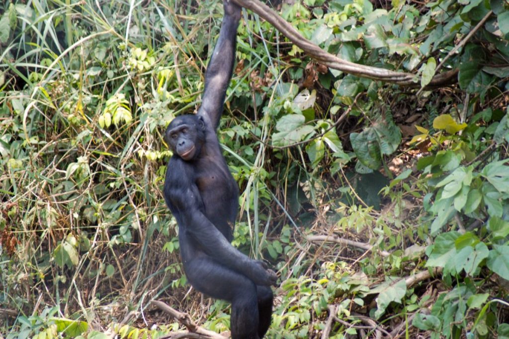 Filming Bonobos In Congo- Salonga National Park & Upemba Park