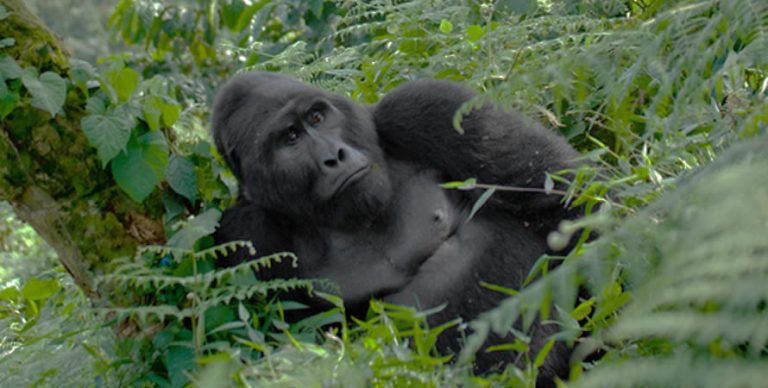 Best places to visit in the Democratic Republic of Congo- Very Interesting