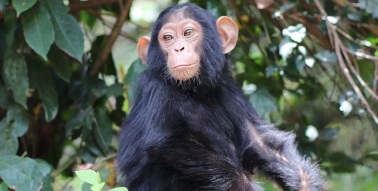 Chimpanzee trekking in DR Congo Virunga national park- Booking Permits